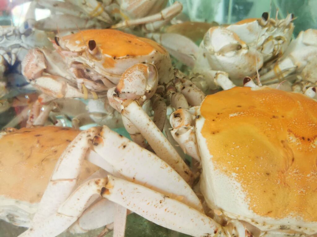 Fresh/frozen golden crab – Sea to C Seafood