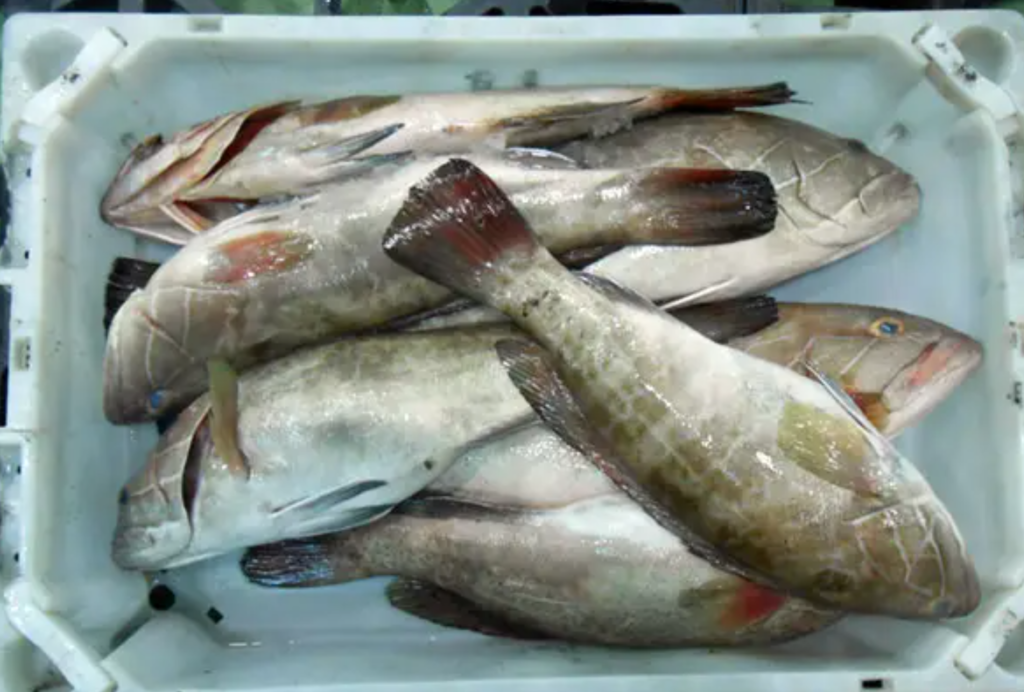 Rock cod/grouper (above 5kg/pc) – Sea to C Seafood